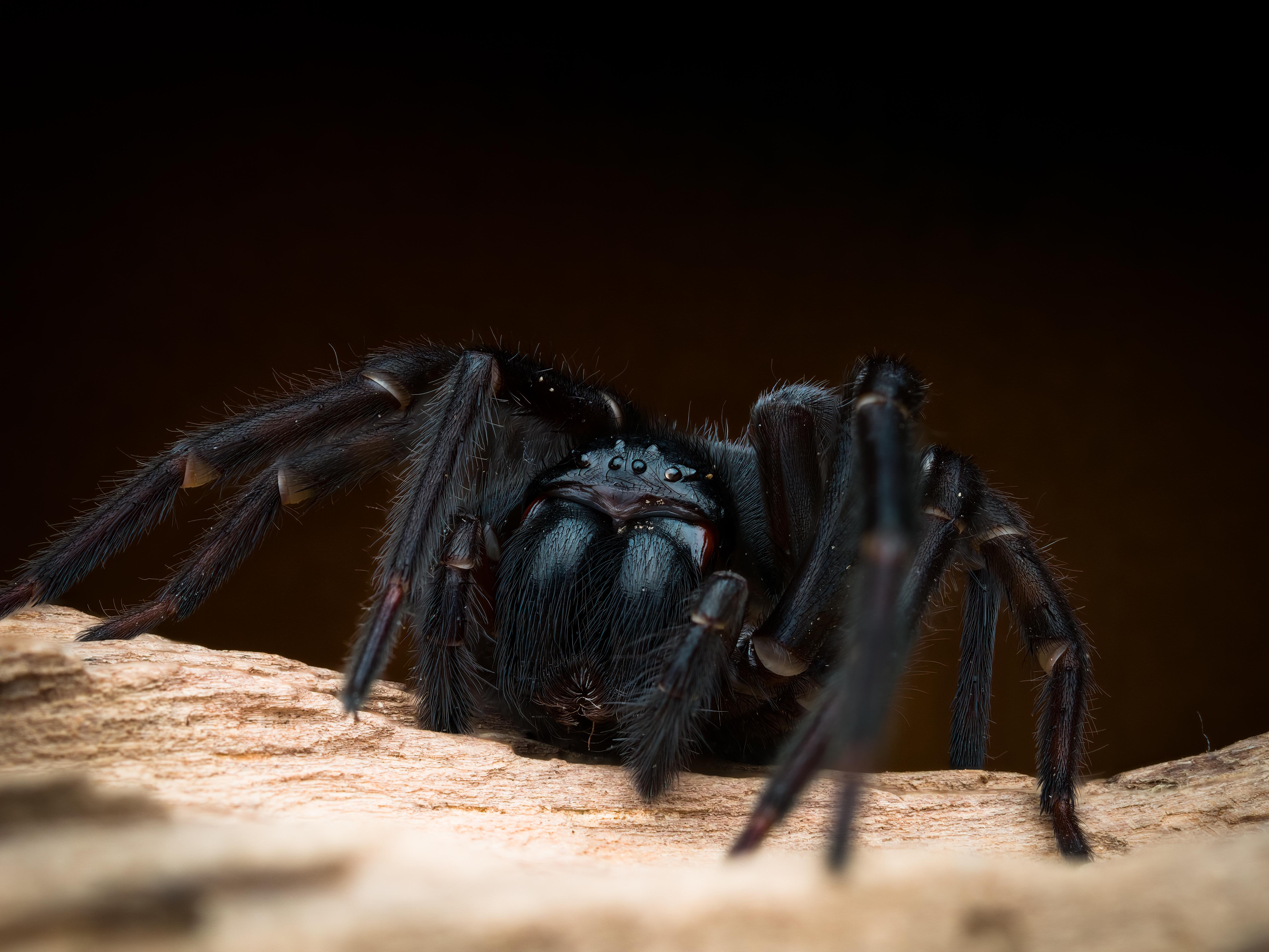 Black Lace Weaver (Amaurobius ferox) [OC] - I Think I'm in love 😍 - 16 Image Stack | Scrolller
