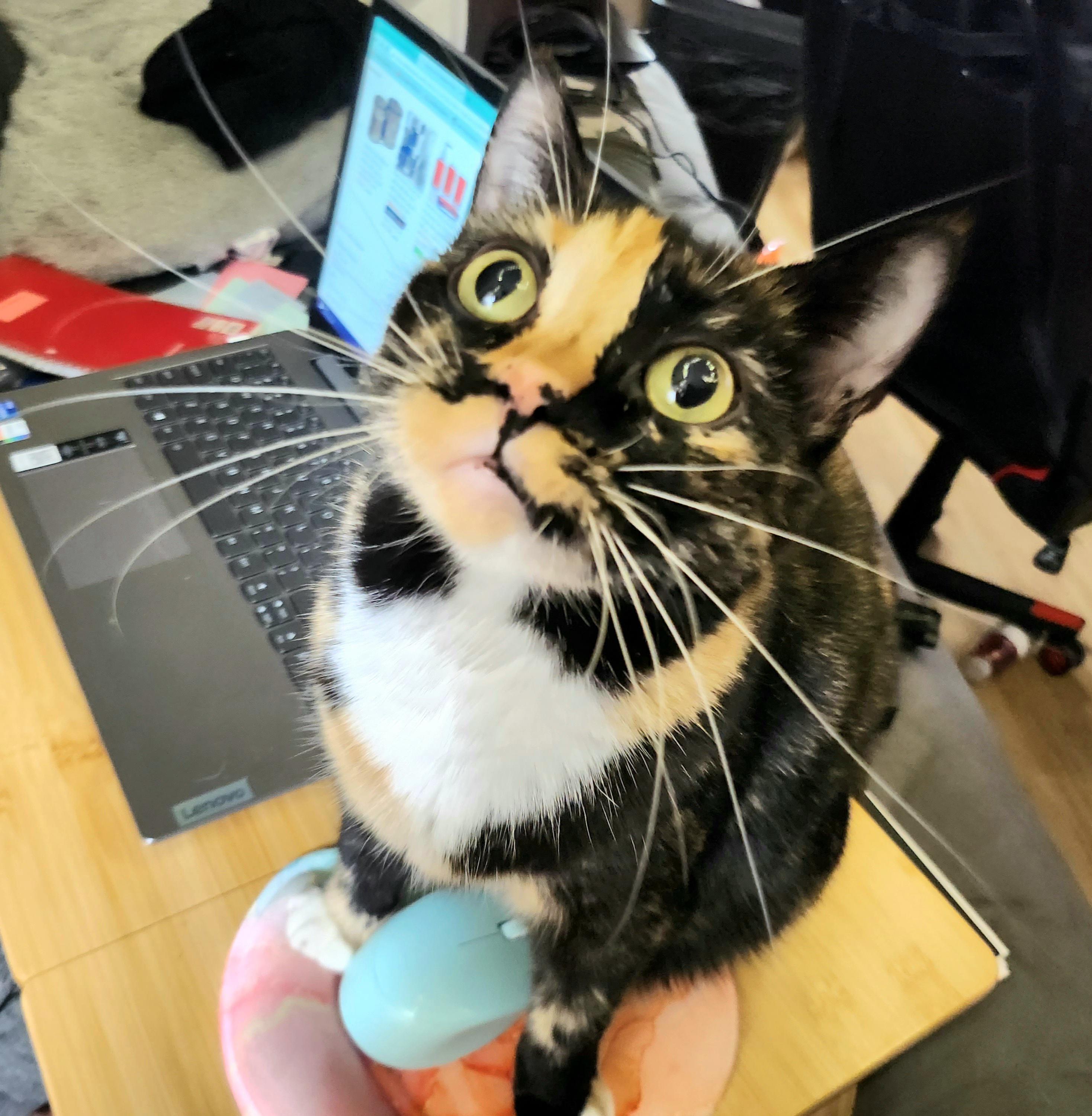 Cat got the mouse! | Scrolller