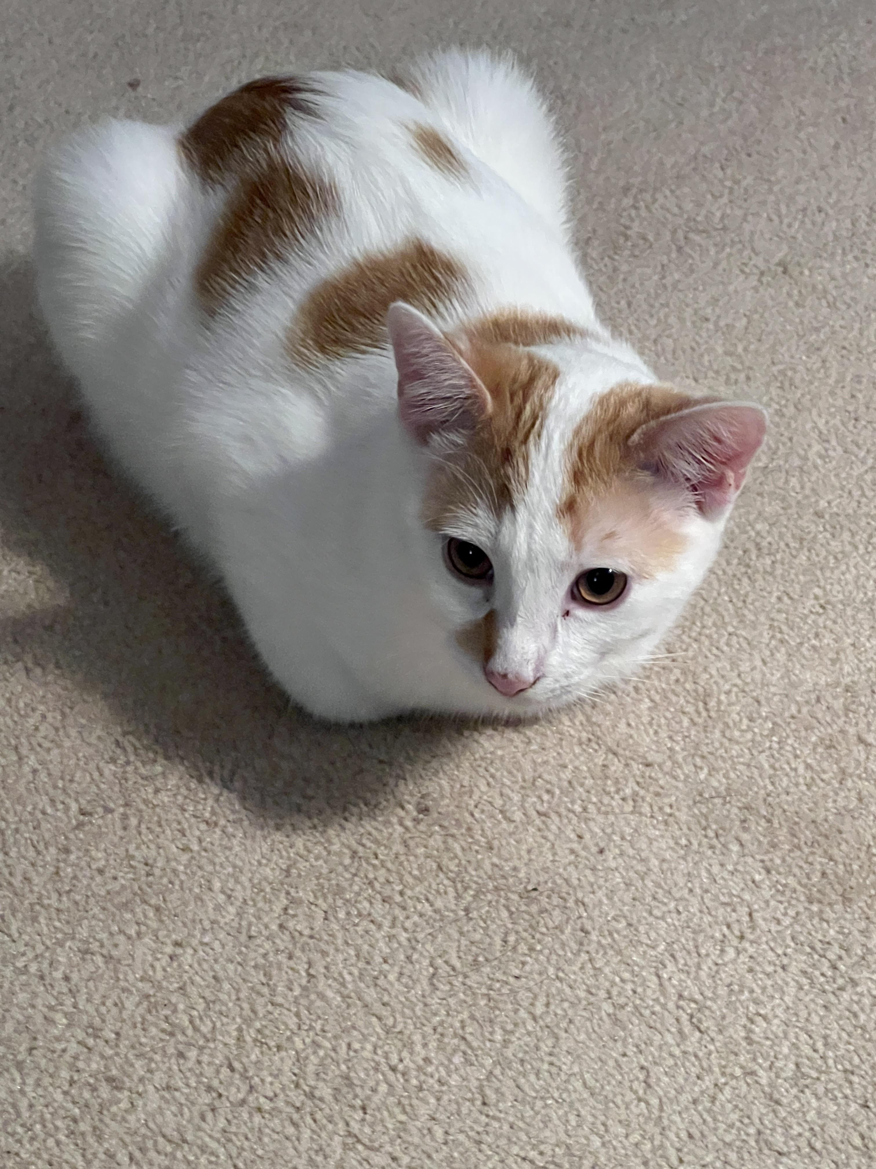 His first legless loaf! | Scrolller