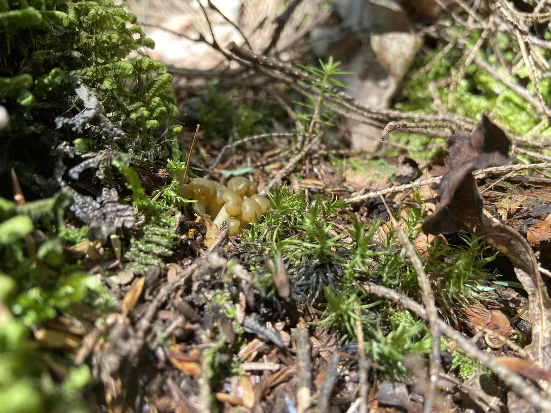 Tiny mushrooms growing through the moss | Scrolller
