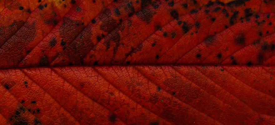 details of a leaf. | Scrolller