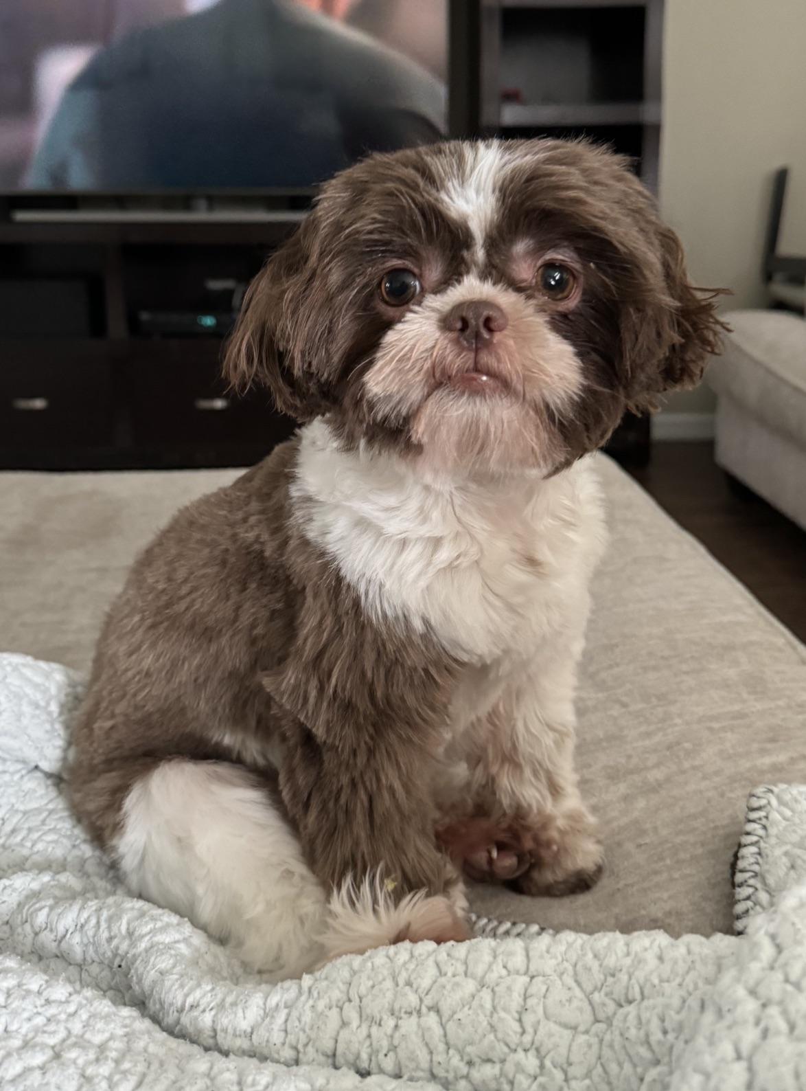 Grooming day for my girl 💕 | Scrolller