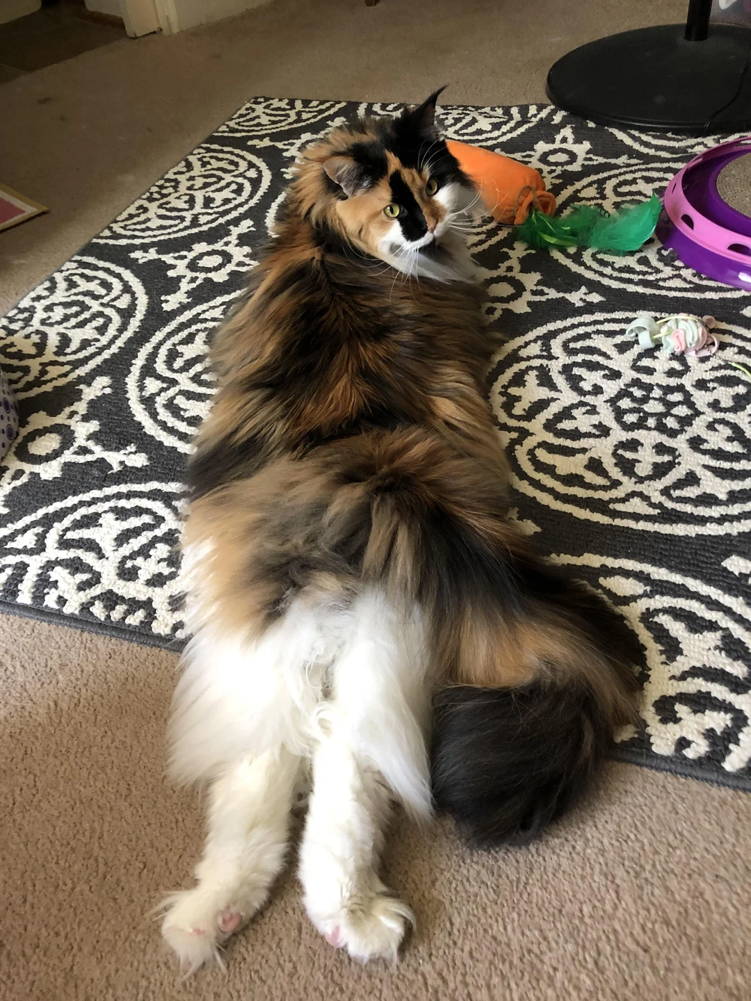 Cammie just showing off her pants and toe beans | Scrolller