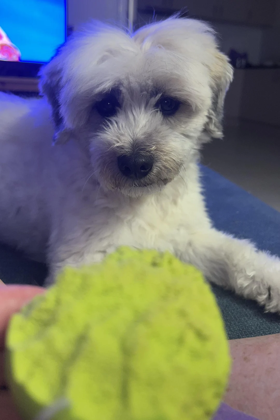 Throw what’s left of my ball | Scrolller