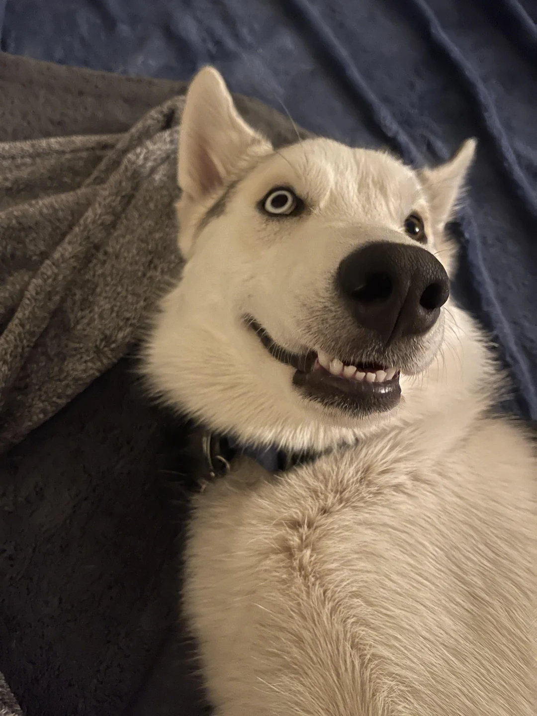 Odin has been here a month and having a blast! | Scrolller