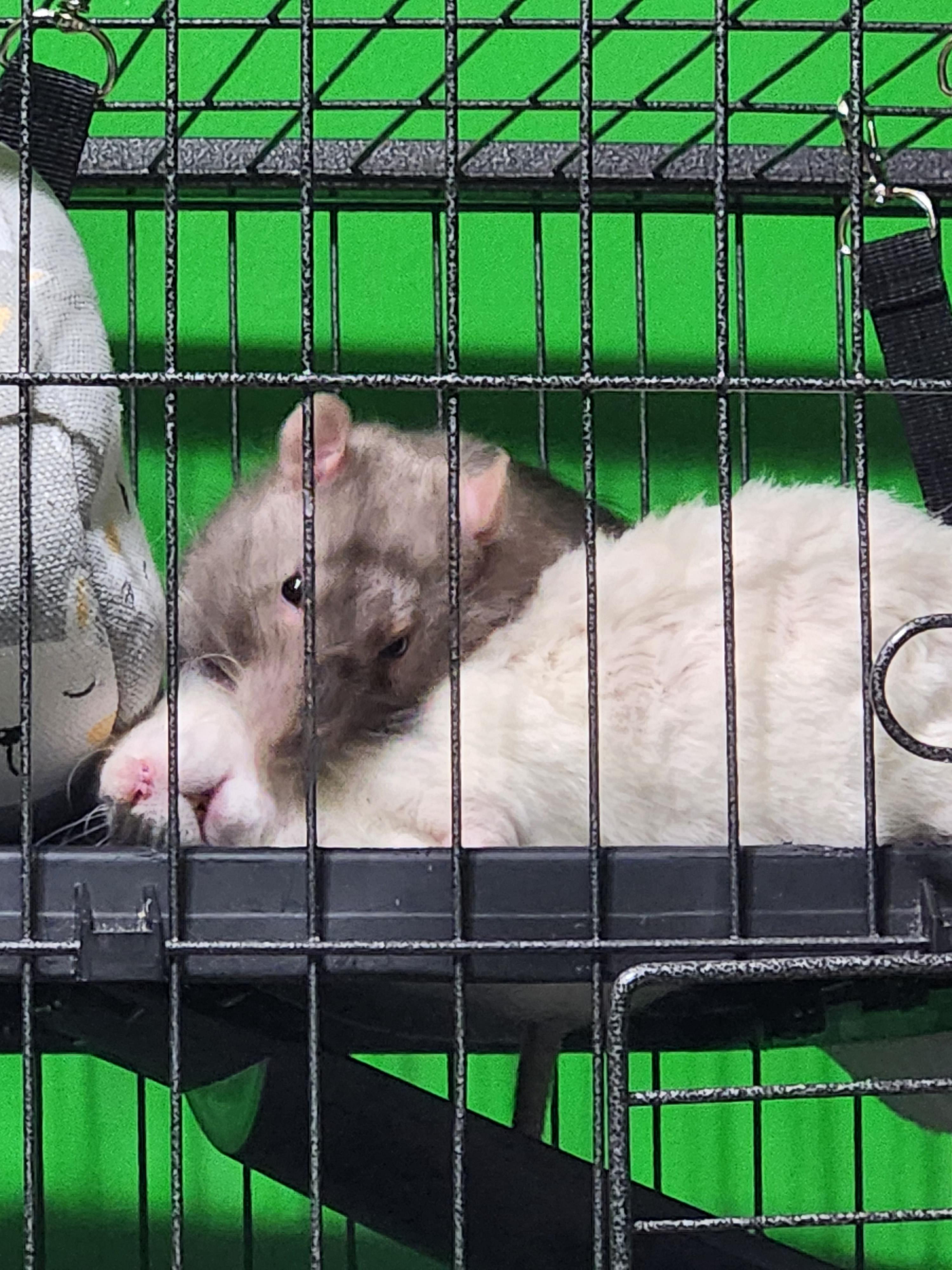 Discover more like RATS: Rannibalism and Related Content | Scrolller