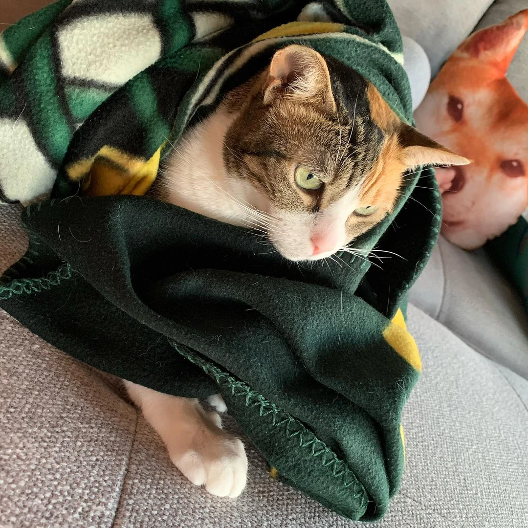 one Deluxe Purrito 🐈 | Scrolller