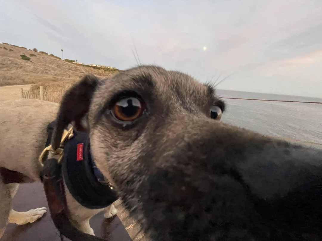 Intense Sniffing | Scrolller