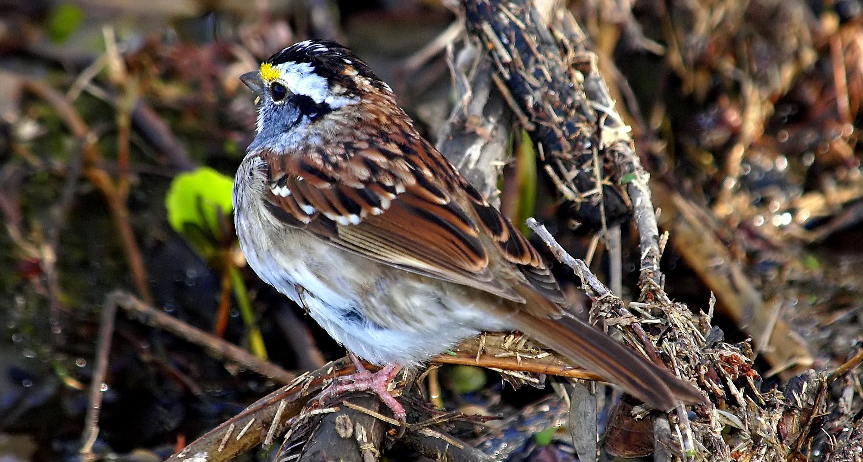 Showing Off Those Breeding Colors | Scrolller