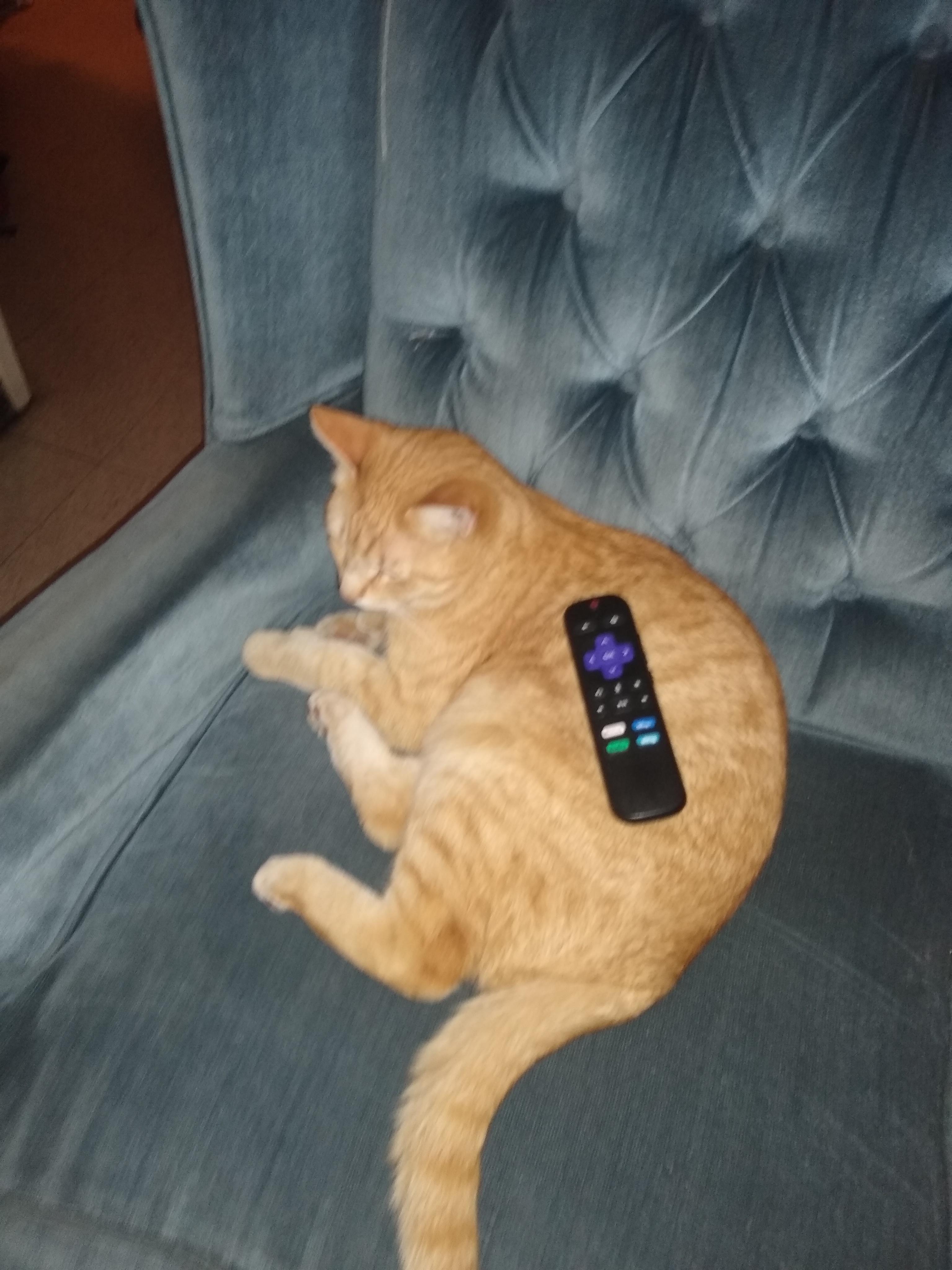 Cat remote | Scrolller