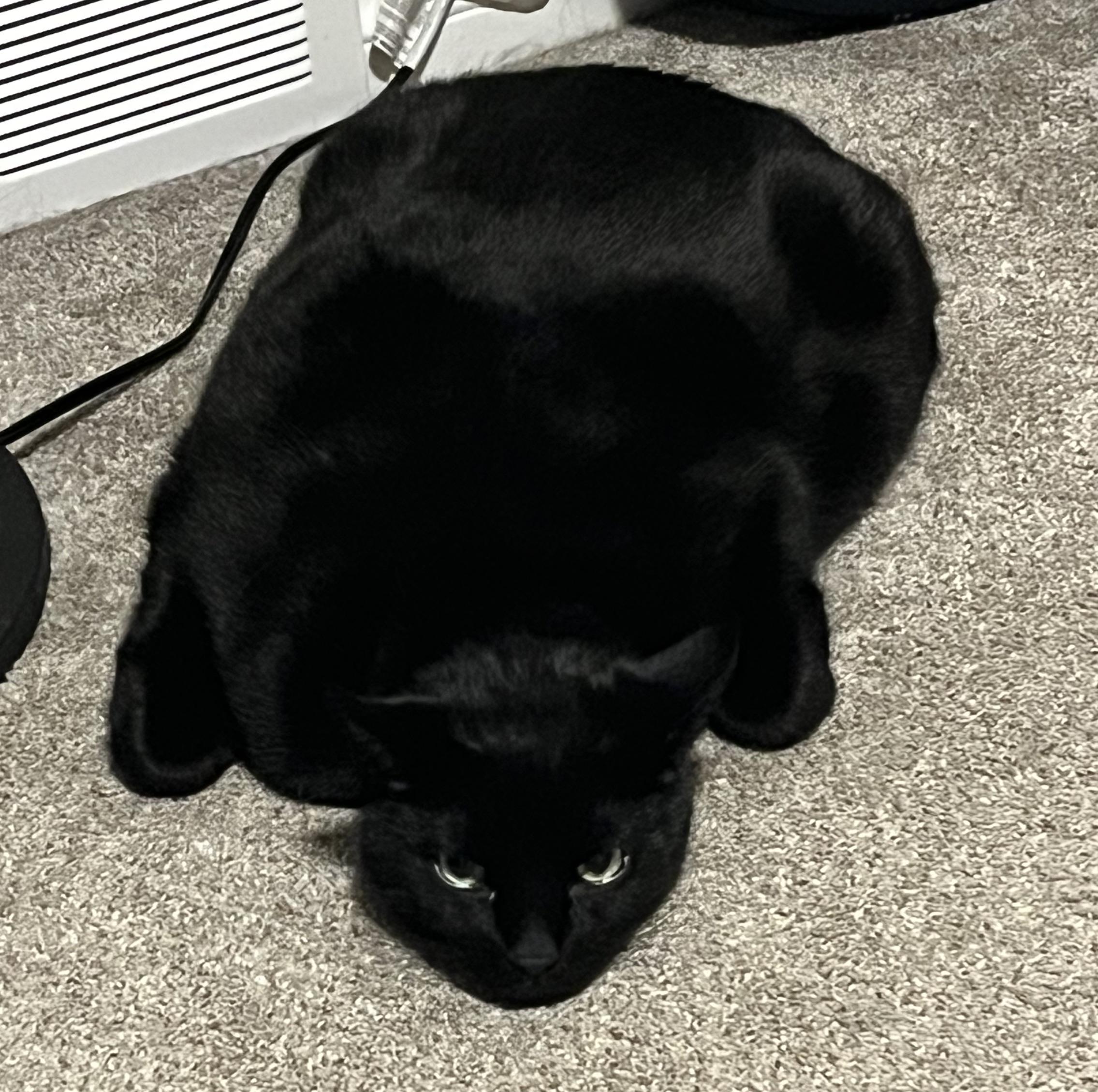My void doesn’t loaf, he blobs | Scrolller