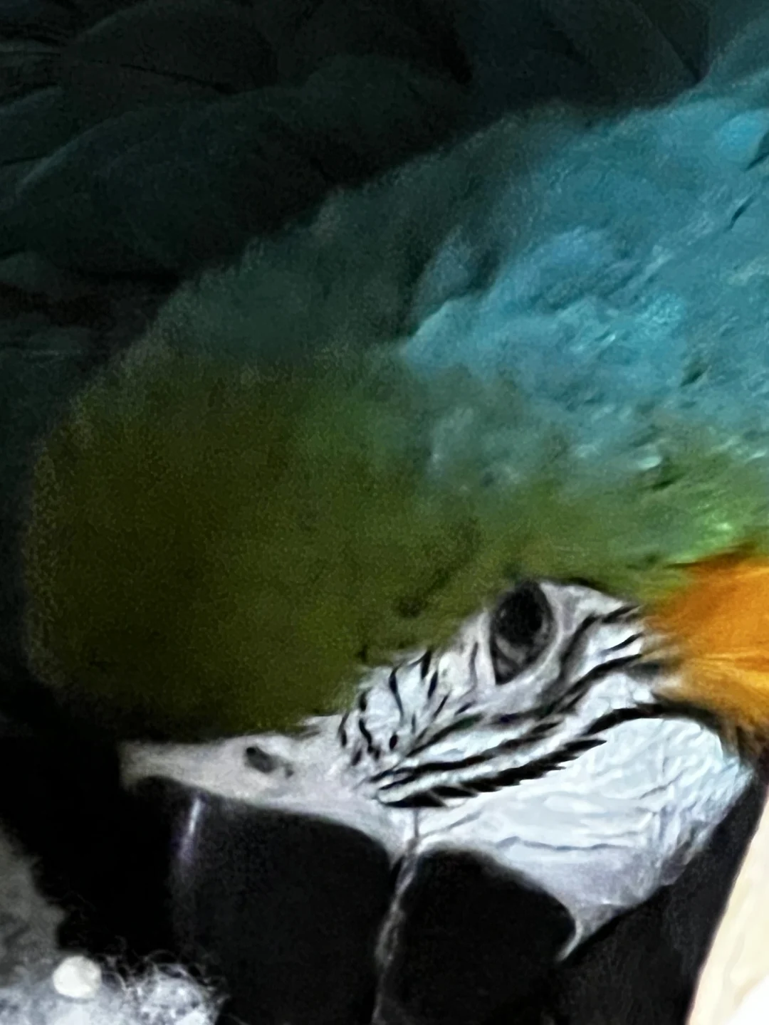 My bird is plotting to kill me | Scrolller