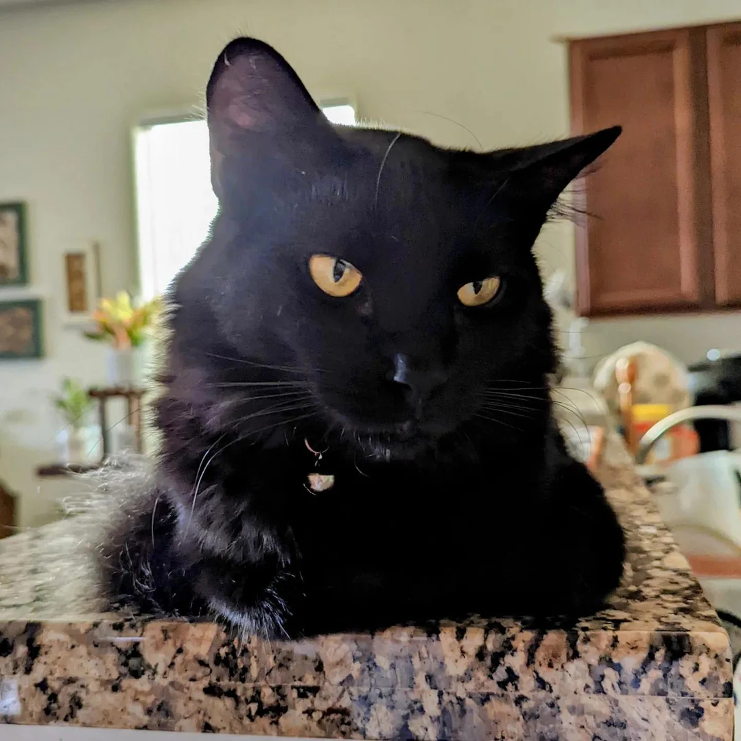 Shadow's perfect burnt loaf | Scrolller