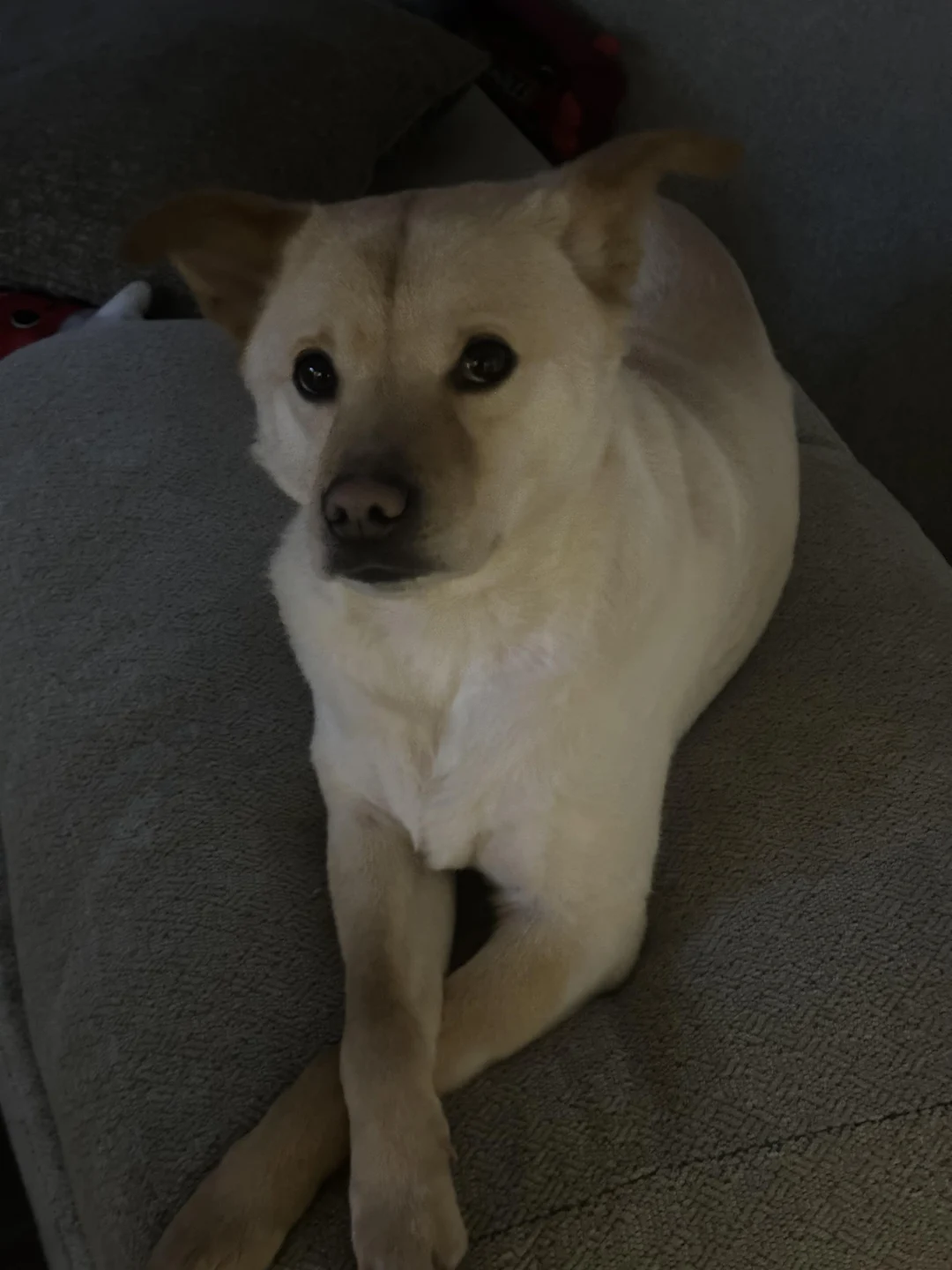 Distinguished Gent | Scrolller