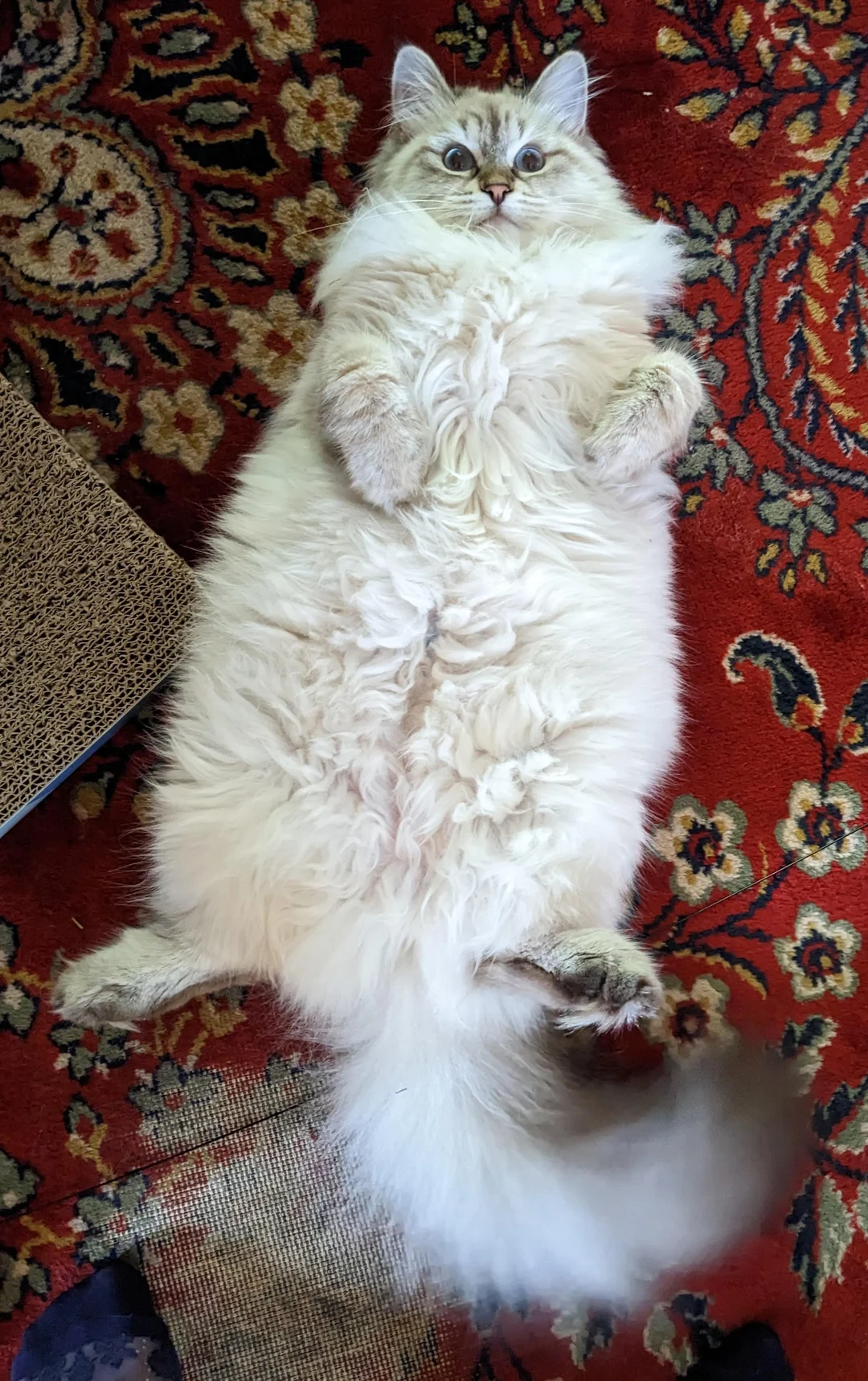 Adding to the Chonker Collection | Scrolller