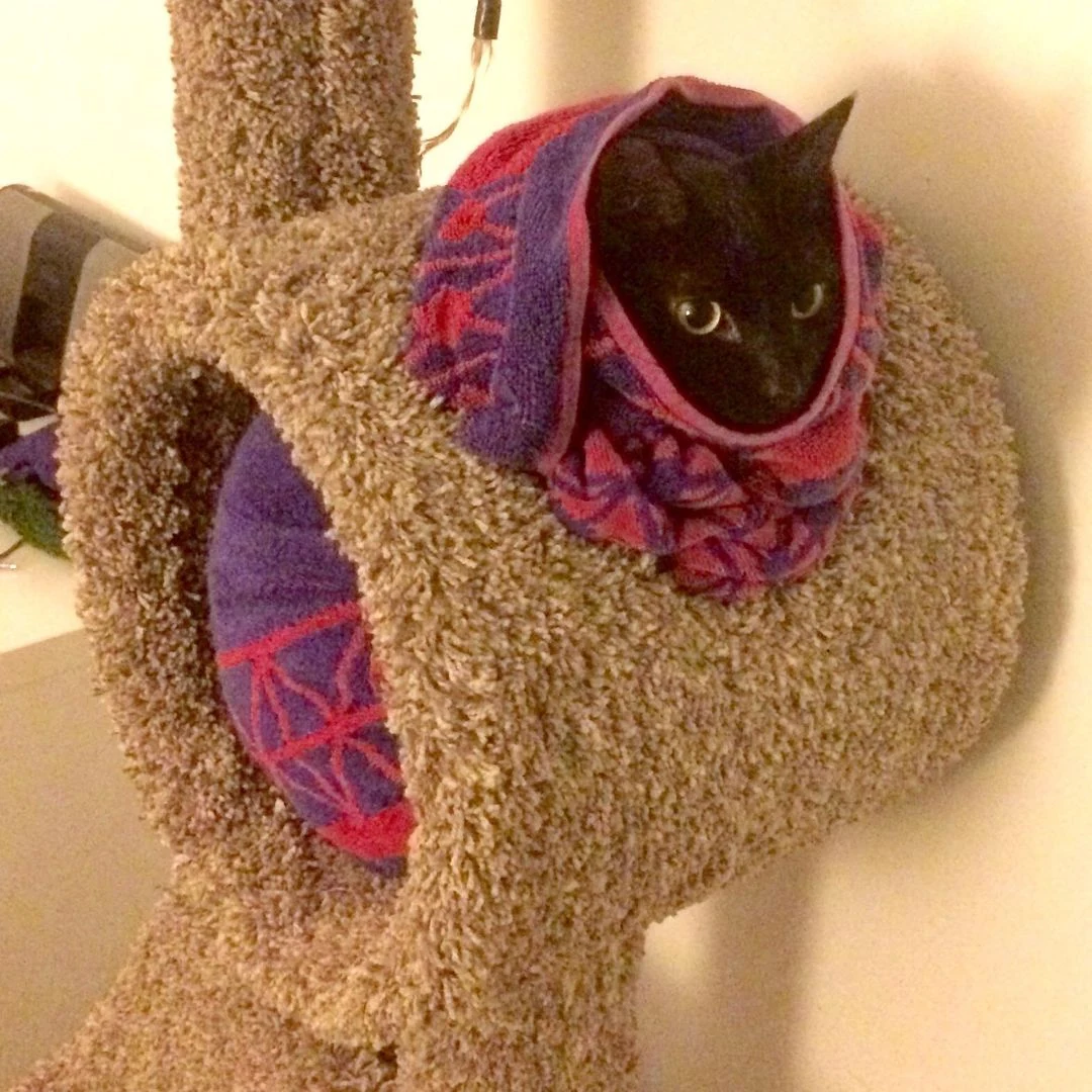 Drying off in his favorite spot | Scrolller