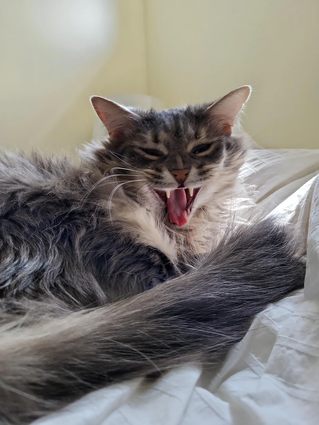 Caught Linda mid-yawn 🦁 | Scrolller