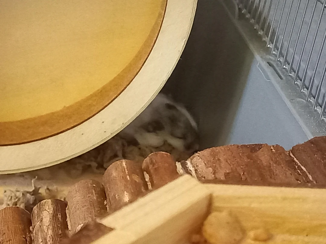 Old man sleeping behind his wheel. | Scrolller