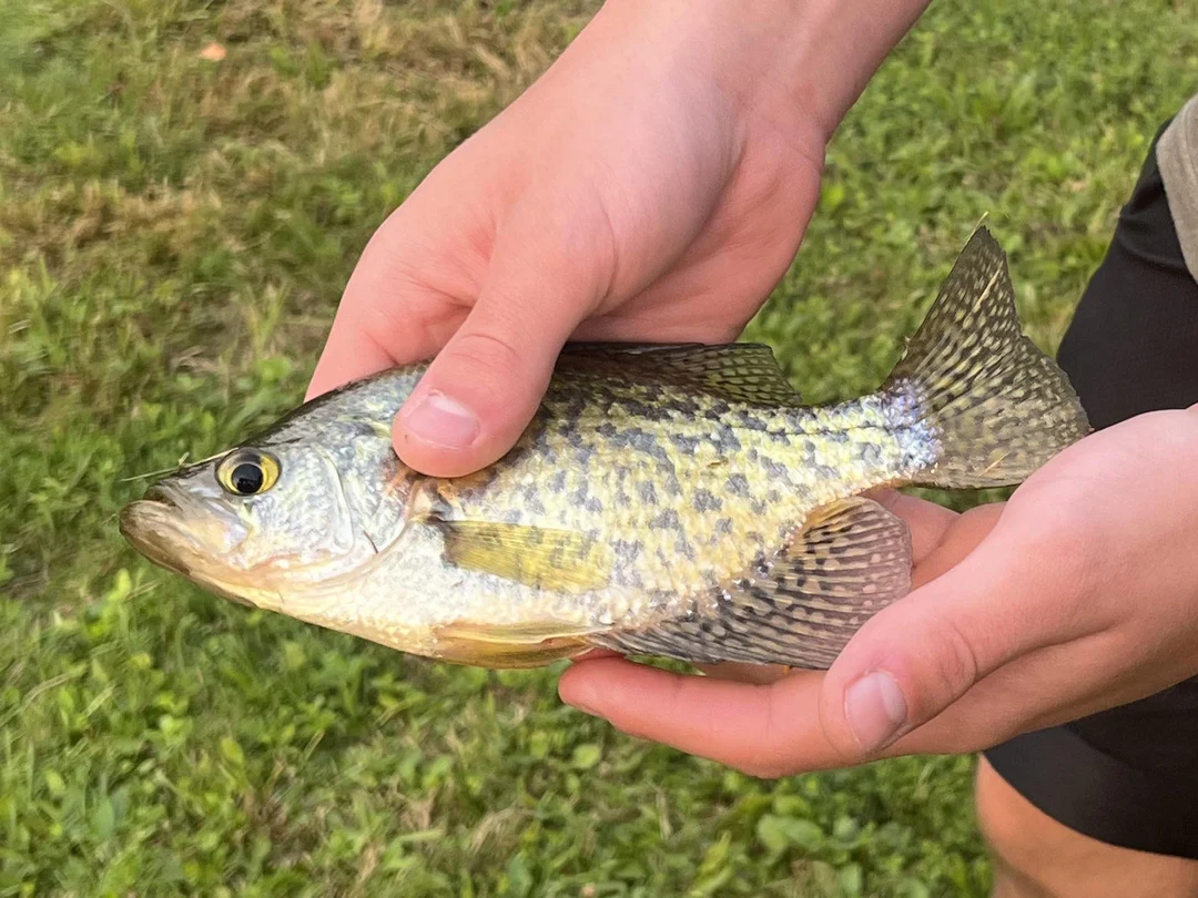 Species? | Scrolller