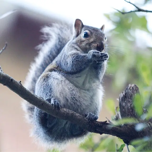 Discover more like Squirrels: Eating… and Related Content | Scrolller