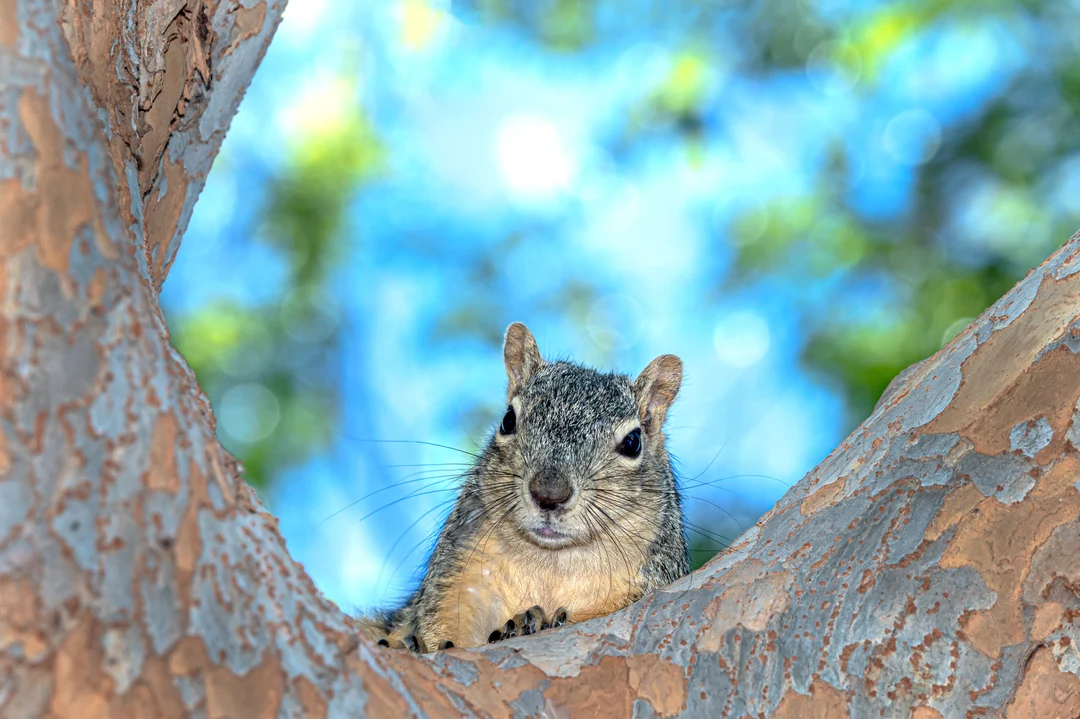 Squirrel, relaxing at home | Scrolller