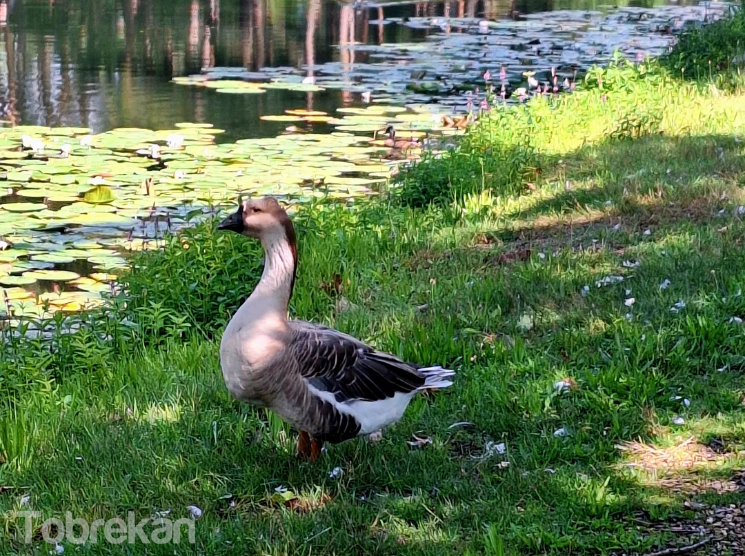 Canadian goose by the canal | Scrolller