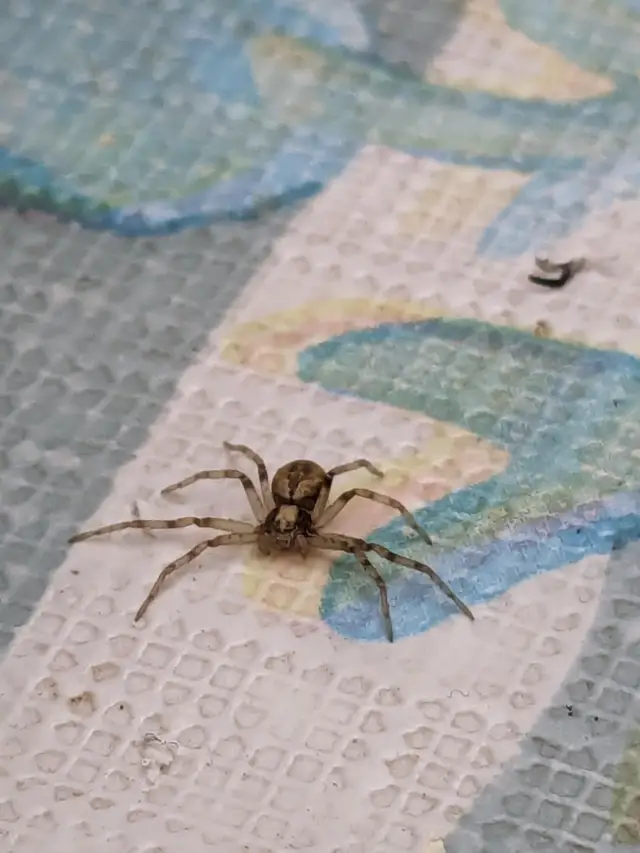 Small spider | Scrolller