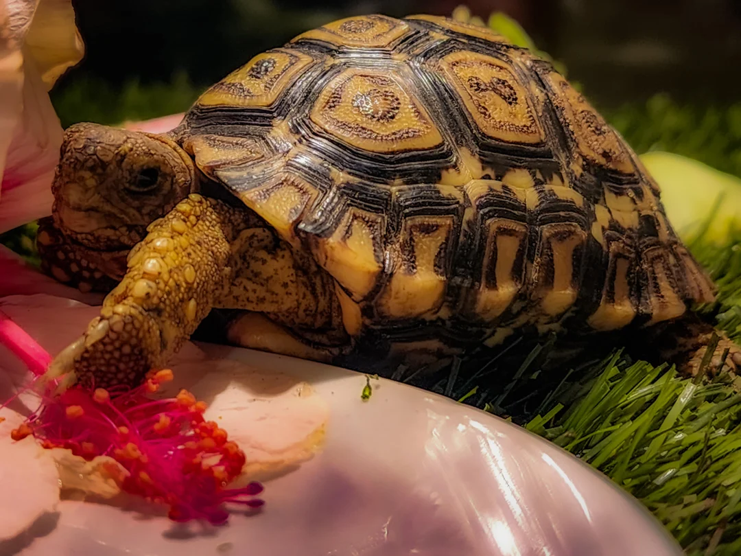 Discover more like Cute: Baby Tortoise and Related Content | Scrolller