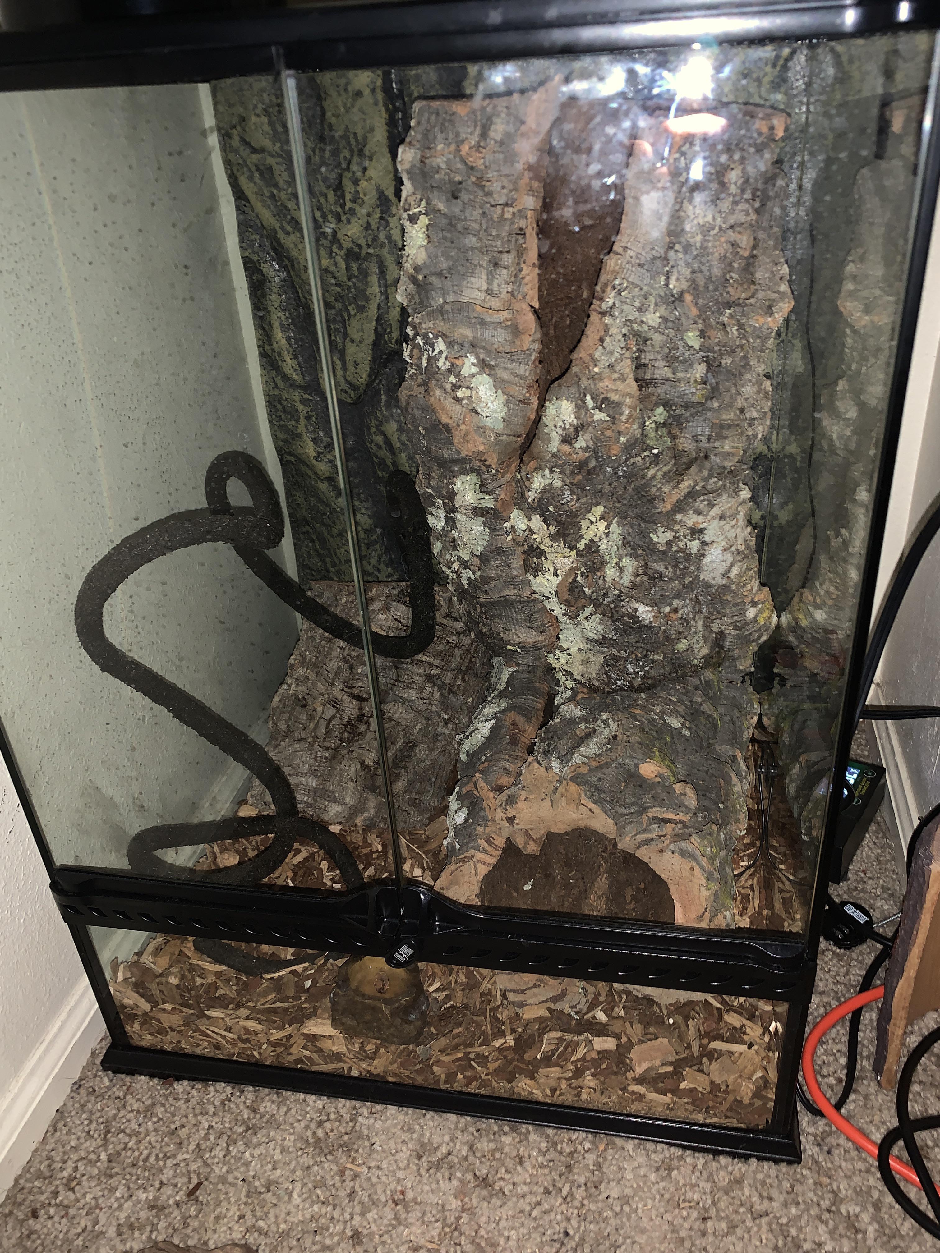 My tokay’s complete new enclosure | Scrolller