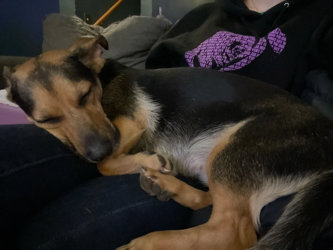 My shepherd/wiener mix :) | Scrolller