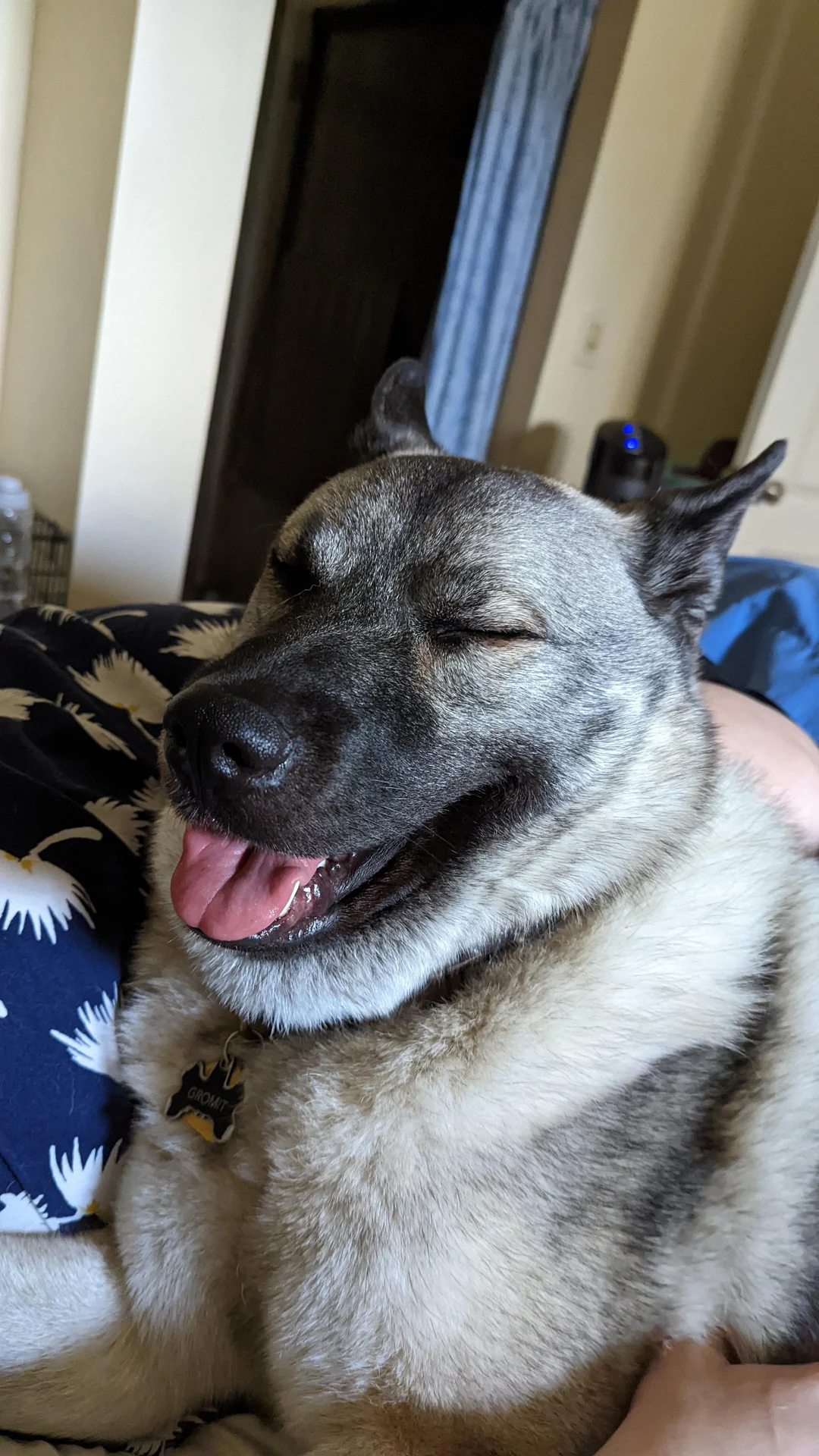 sometimes he gets a little derpy during petting | Scrolller