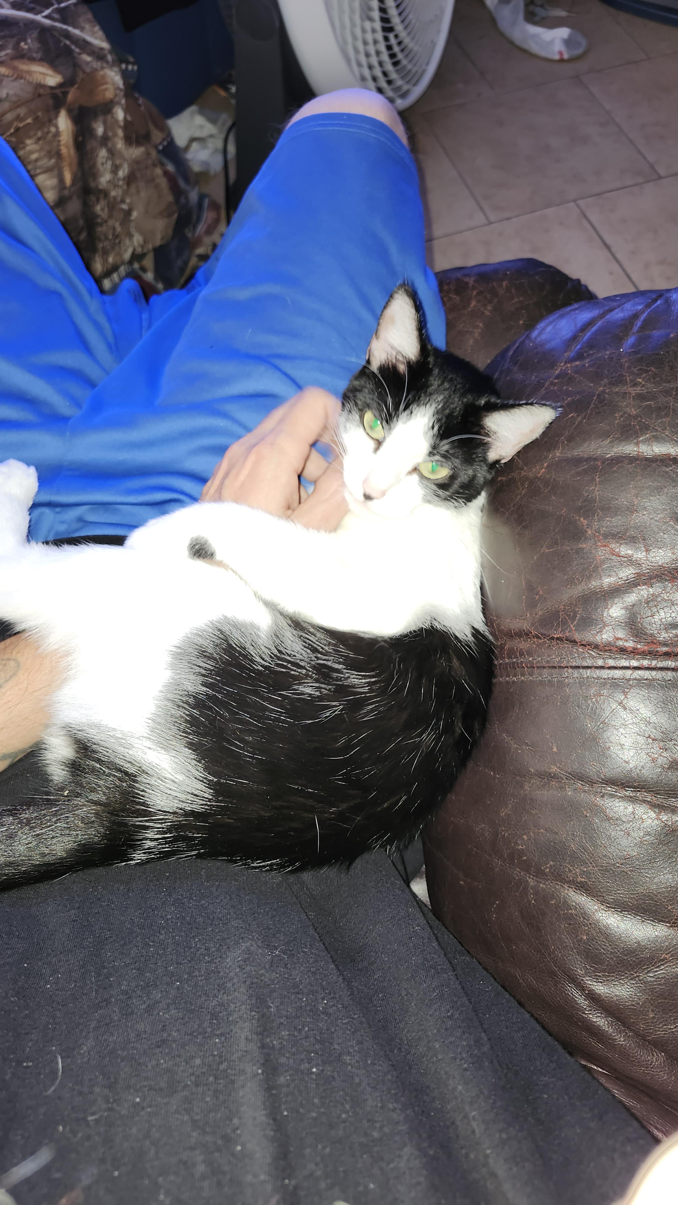 Cuddle the cat | Scrolller