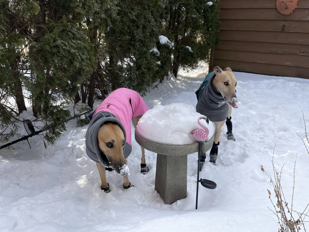 Love these snowy snoots | Scrolller