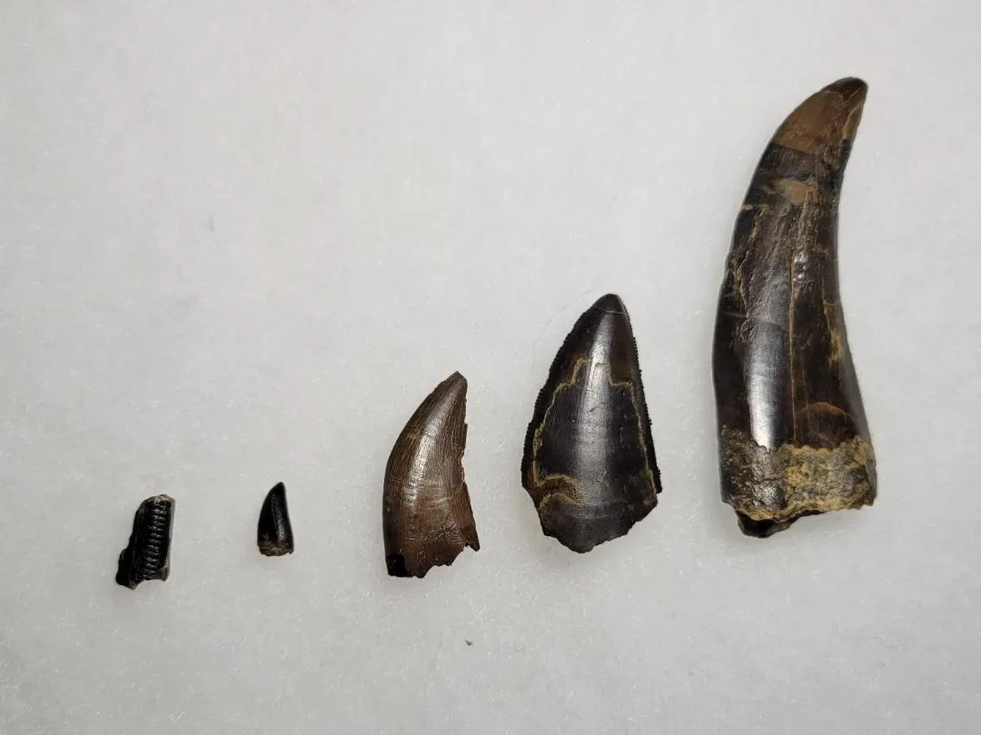Here's my Tyrannosaurid Teeth! | Scrolller