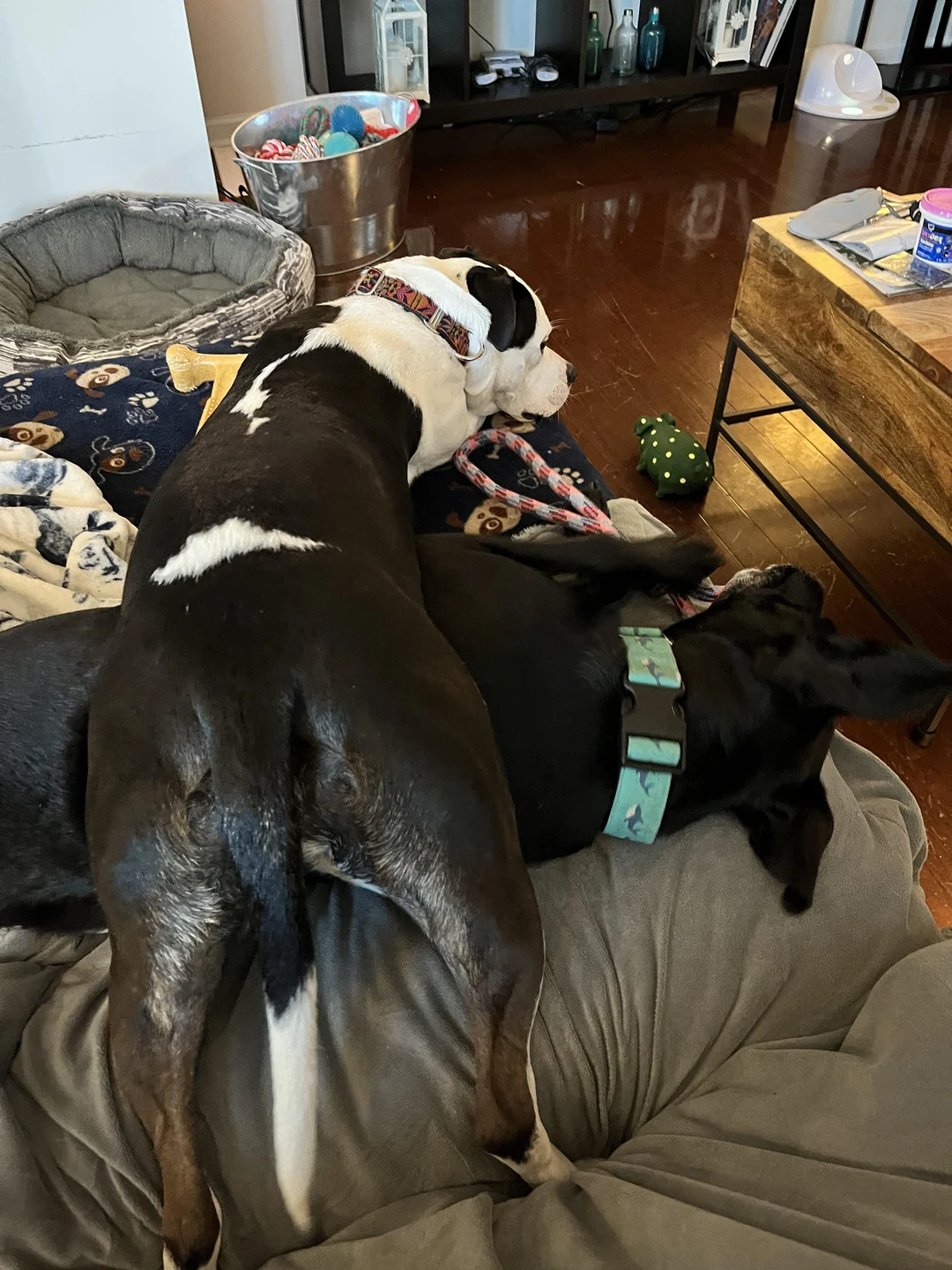 Our two derps… apparently he makes a good pillow | Scrolller