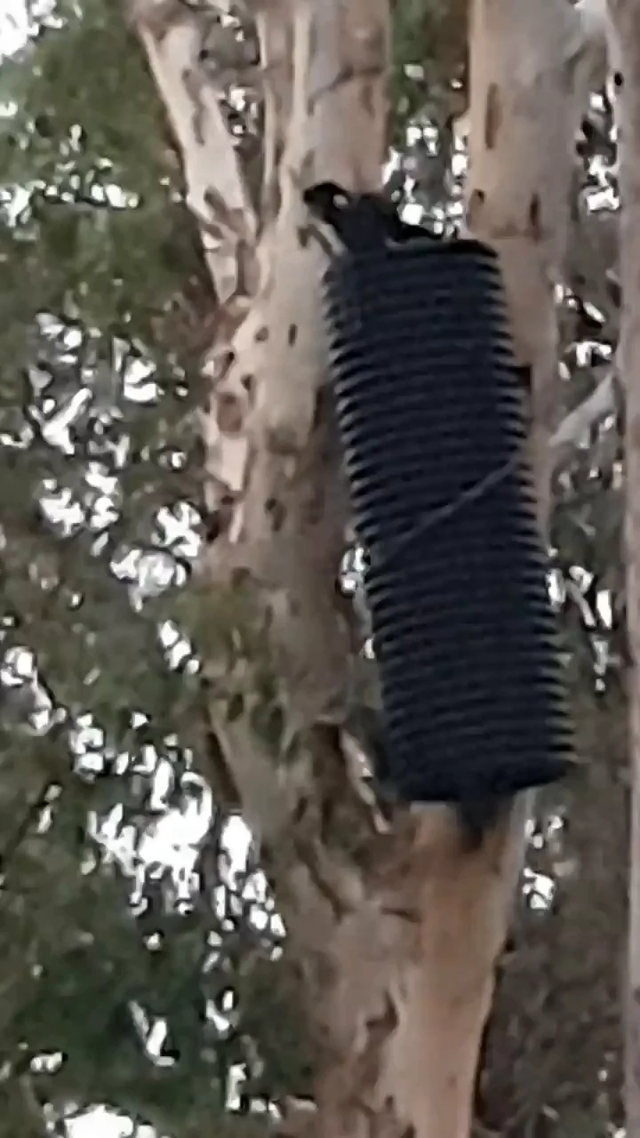 First flight | Scrolller