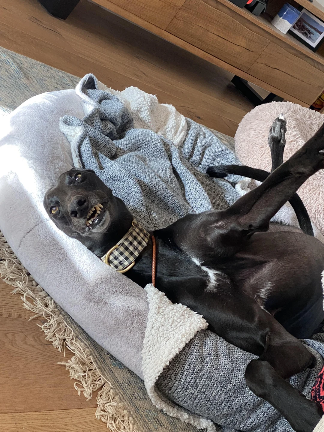 Rex. Woke up feeling all funky | Scrolller