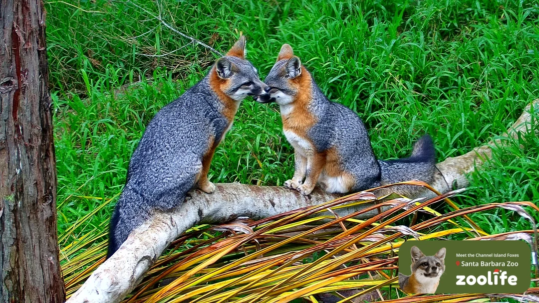 Beautiful Channel Island Foxes! 💕🦊 | Scrolller
