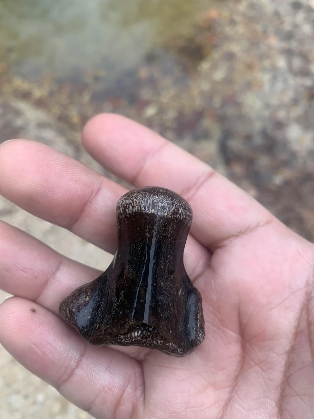Mosasaurus vertebrae. Central Texas creek find. | Scrolller