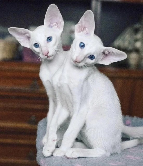 Two-headed. | Scrolller