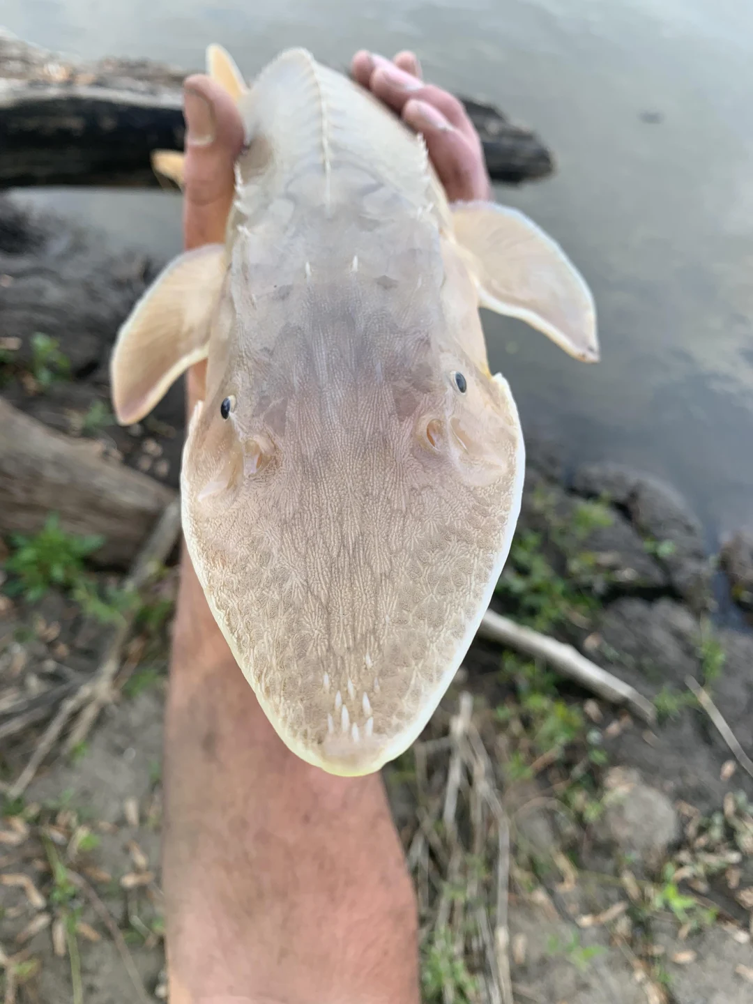 Caught a sturgeon fishin the Mississippi river yesterday | Scrolller