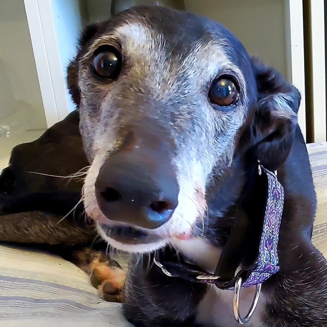 Sweet Candy | Scrolller