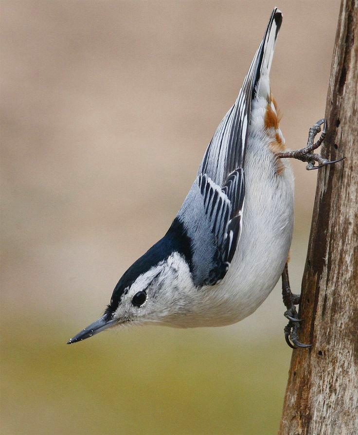 White Breasted Nuthatch | Scrolller