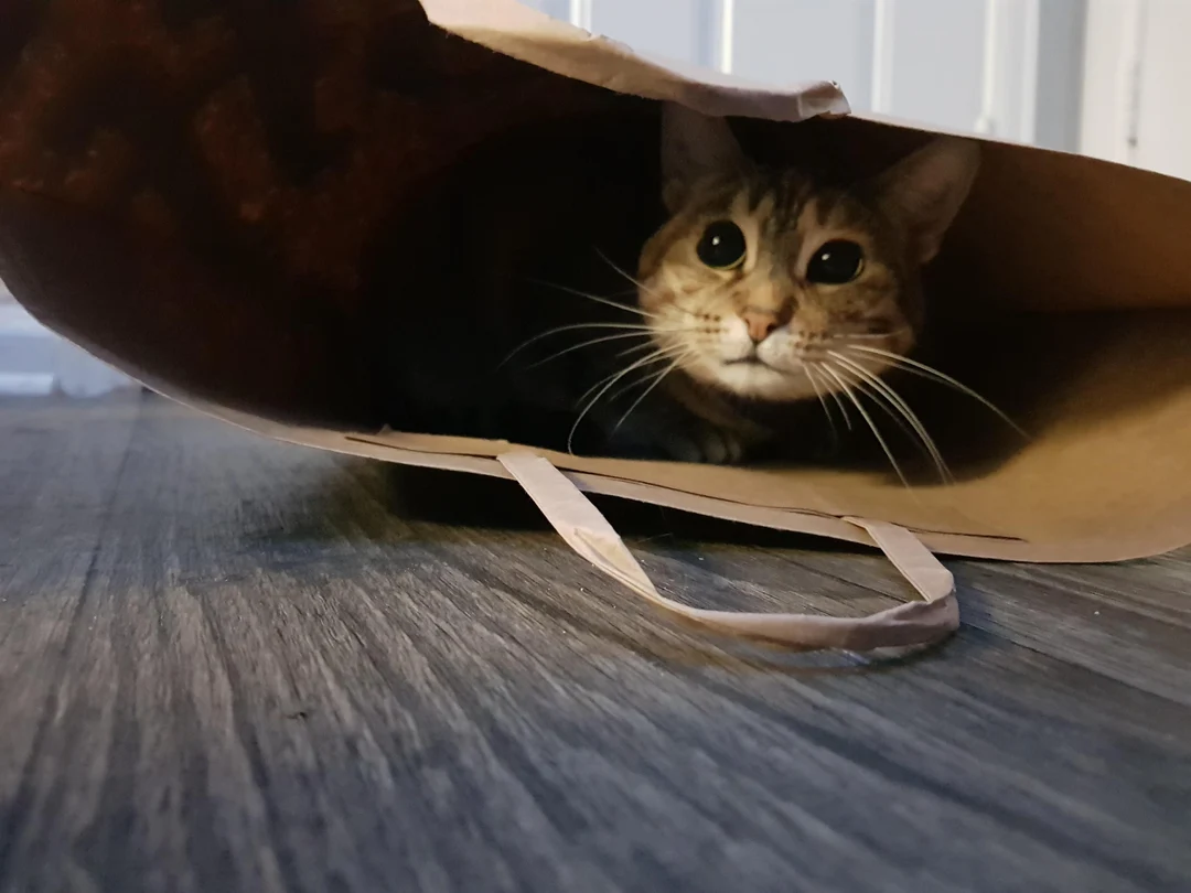 Mimi in the bag | Scrolller