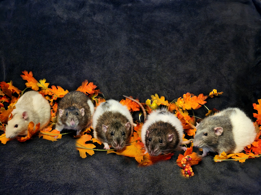 My little ones. What are your rats names? 😊 | Scrolller
