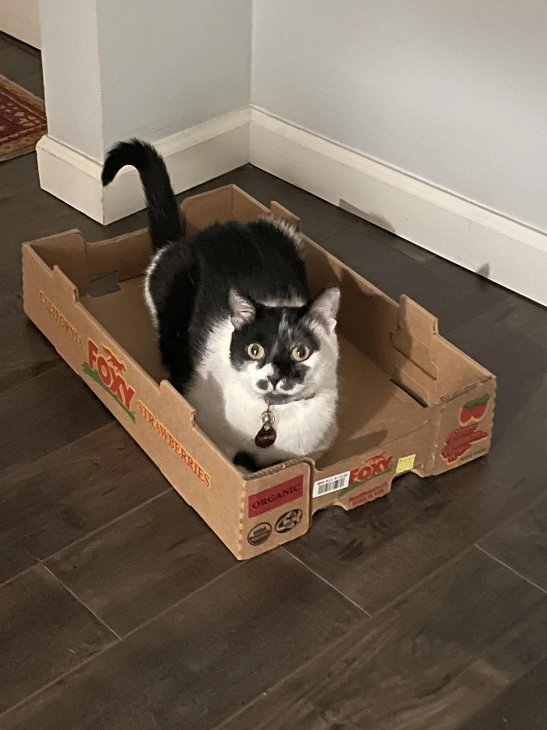 The only cat who’s not big on boxes | Scrolller