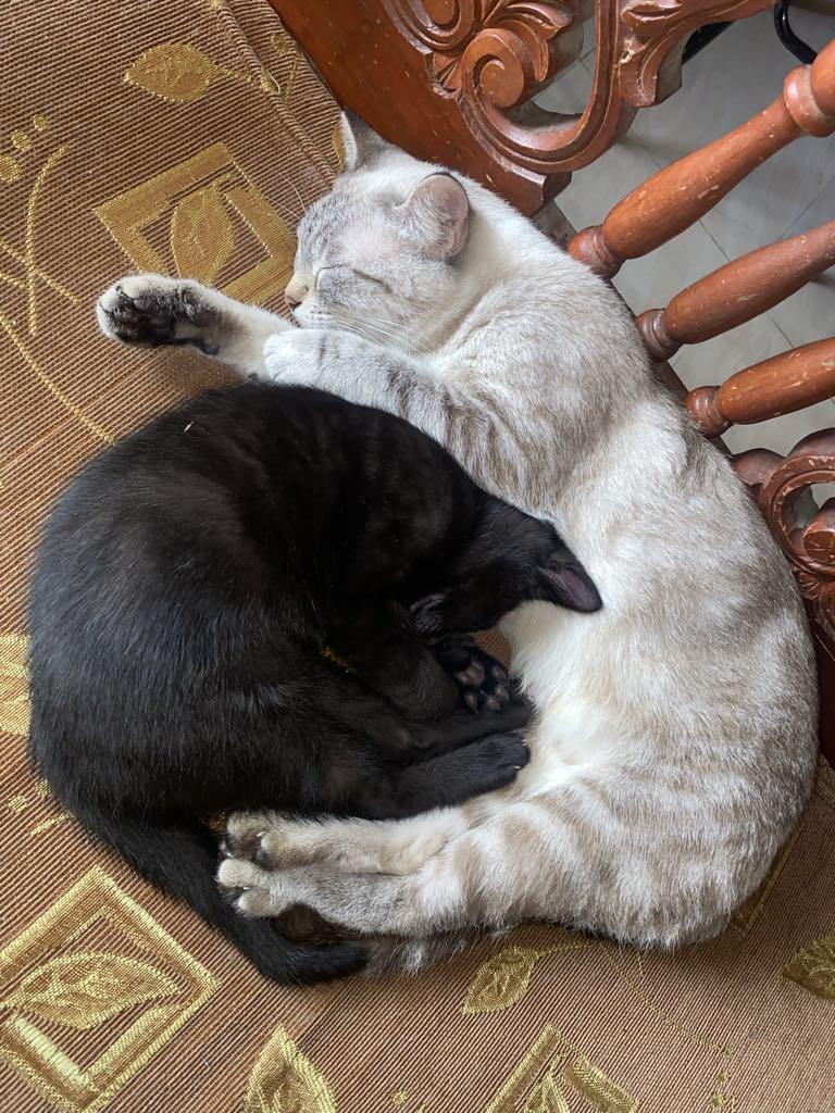 Sleeping in purrfect balance🐱⚫⚪ | Scrolller