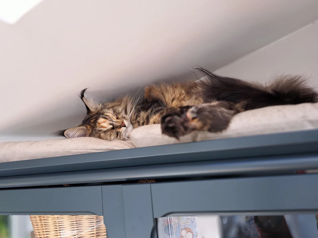 If you can't find your mainecoon, look UP | Scrolller