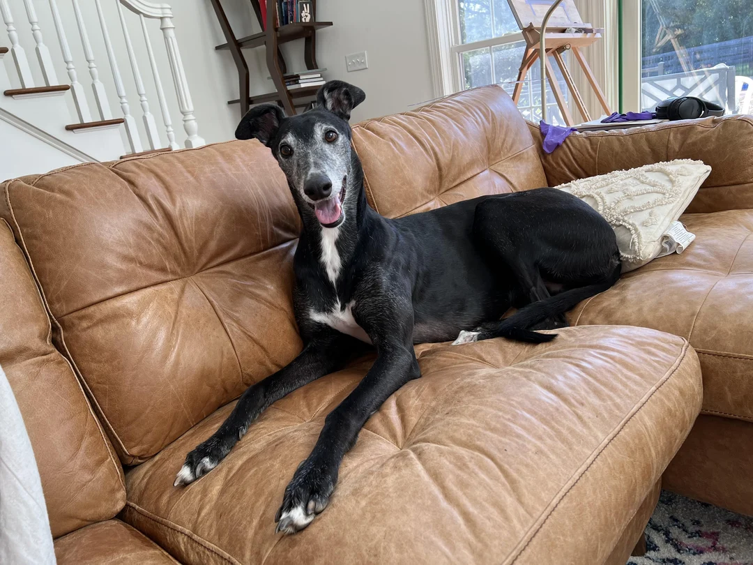 Discover more like Greyhounds: Sweetos! and Related Content | Scrolller