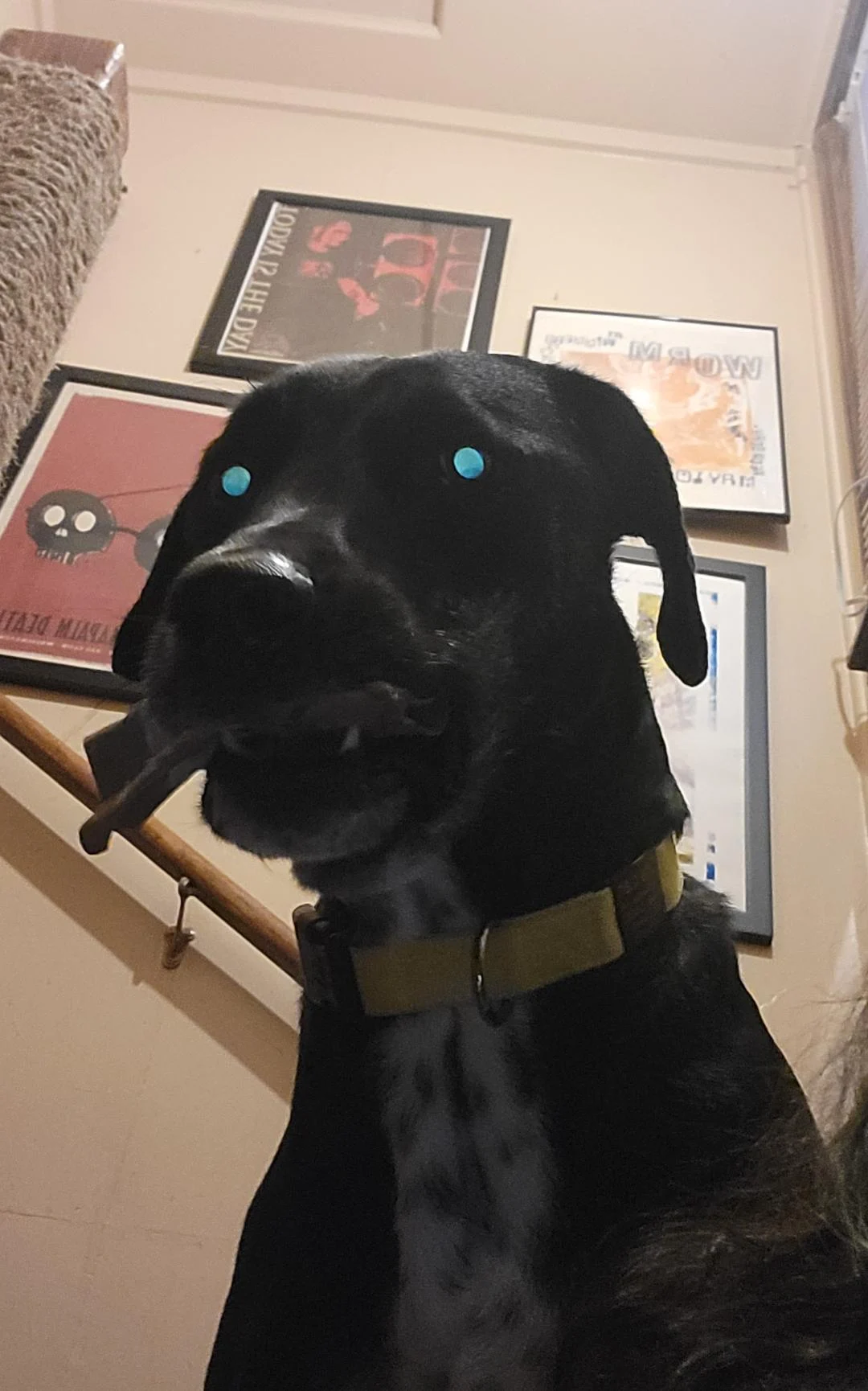 Obsidian is obsessed with toilet paper tubes | Scrolller